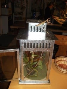 How to set up a Praying Mantis Terrarium in IKEA lantern