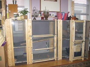 Super Rabbit Condo
