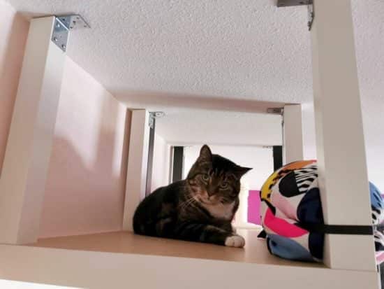 Cat walkway: How to make space for your furkids