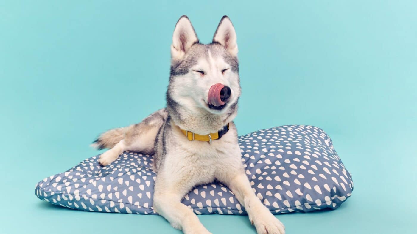 IKEA’s Launches Cat-alogue (And Dog-alogue) To Help Pets Find “Fur-Ever ...
