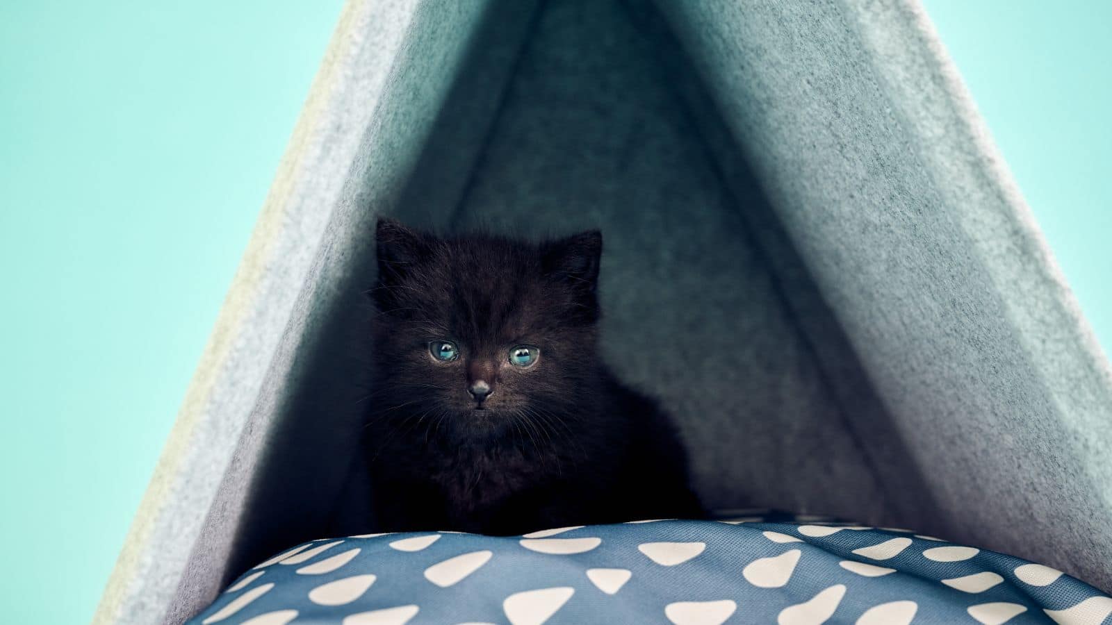 IKEA’s Launches Cat-alogue (And Dog-alogue) To Help Pets Find “Fur-Ever ...