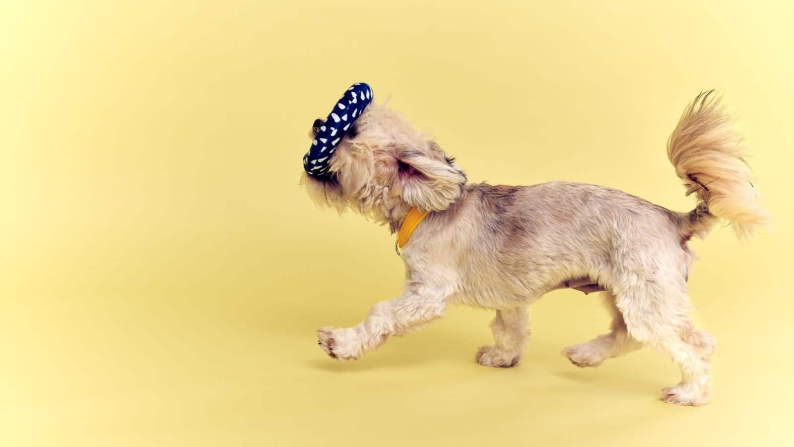 IKEA’s Launches Cat-alogue (And Dog-alogue) To Help Pets Find “Fur-Ever ...