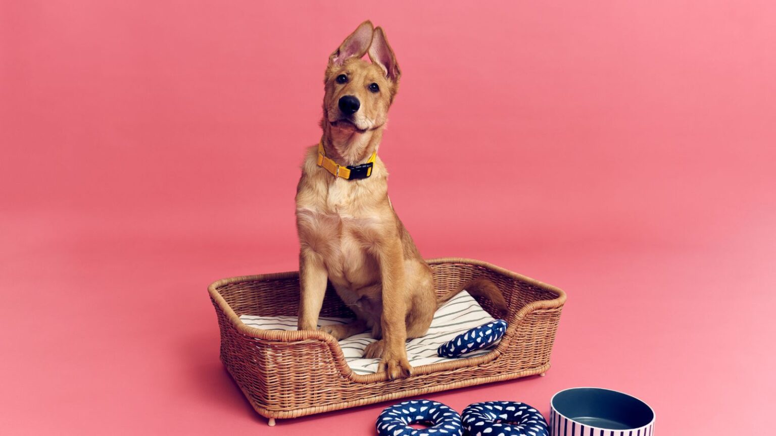 IKEA’s Launches Cat-alogue (And Dog-alogue) To Help Pets Find “Fur-Ever” Homes