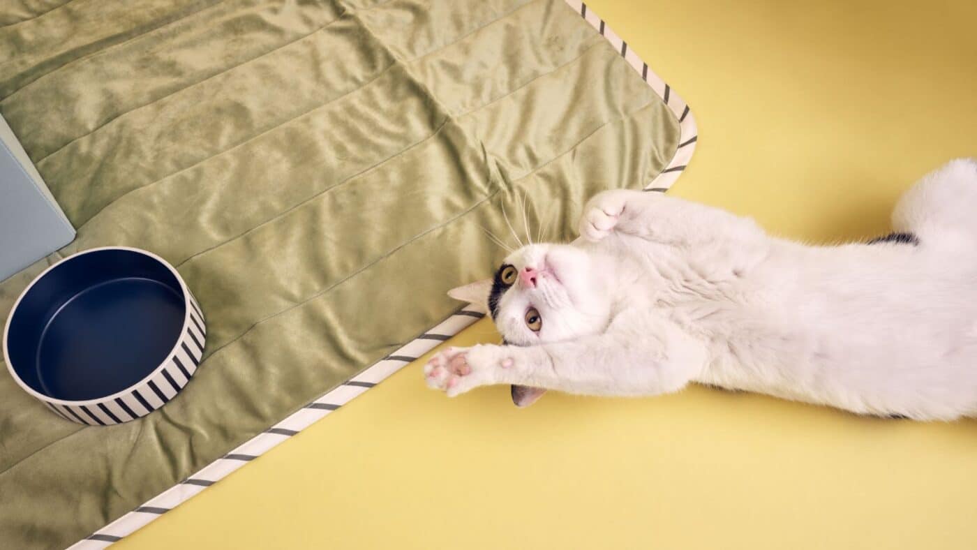 IKEA’s Launches Cat-alogue (And Dog-alogue) To Help Pets Find “Fur-Ever ...