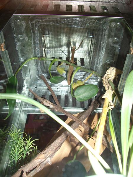 How to set up a Praying Mantis Terrarium in IKEA lantern