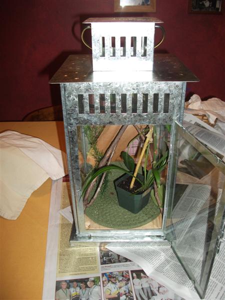 How to set up a Praying Mantis Terrarium in IKEA lantern