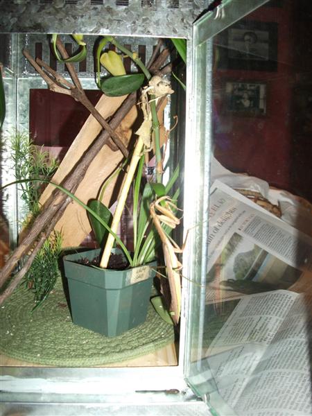How to set up a Praying Mantis Terrarium in IKEA lantern
