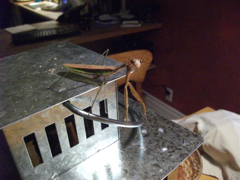 How to set up a Praying Mantis Terrarium in IKEA lantern
